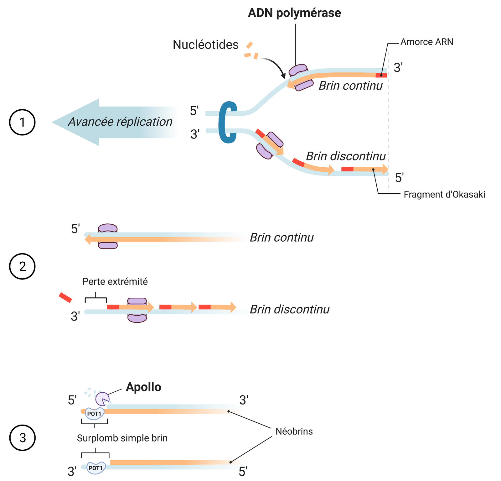 Télomères et téloméropathies | Planet-Vie